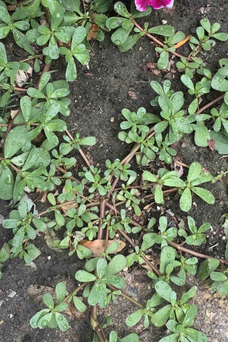 Edible Purslane Weeds and Easy Purslane Recipe (+ Health Benefits)