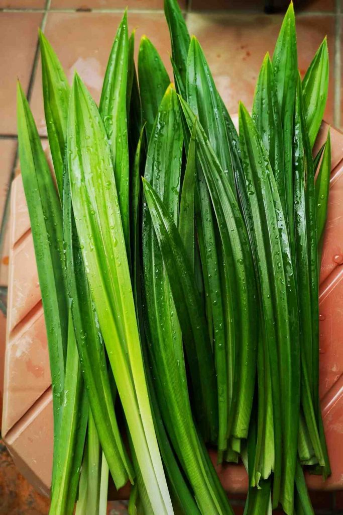 What Is Pandan and What Does It Taste Like? - IzzyCooking