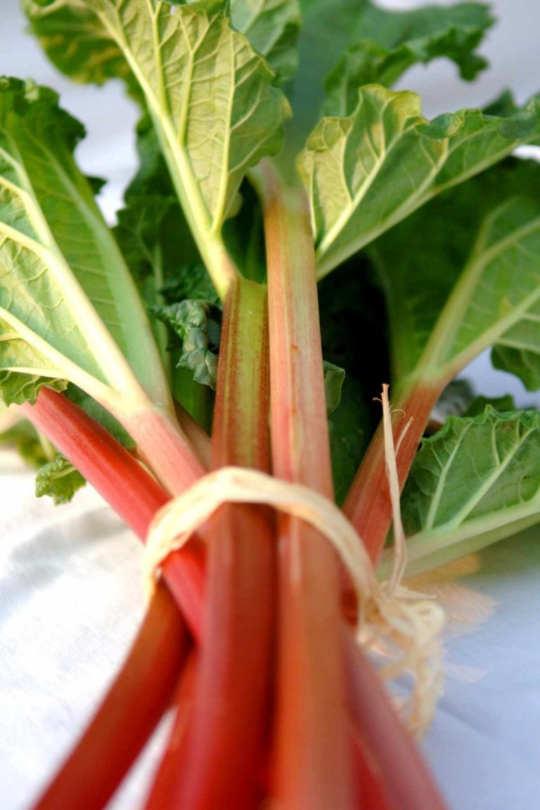 What Does Rhubarb Taste Like - IzzyCooking